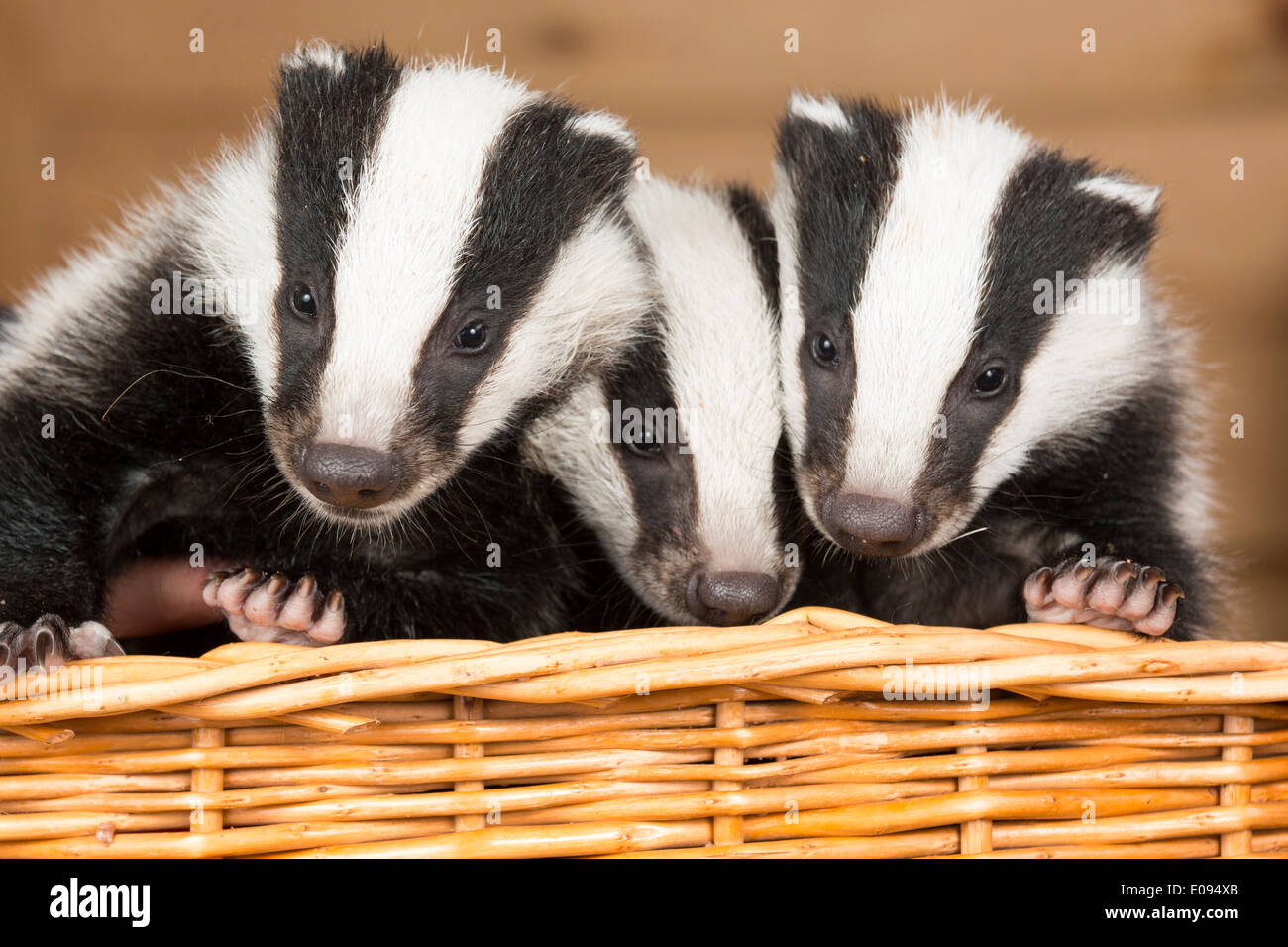 Baby badgers hi-res stock photography and images - Alamy