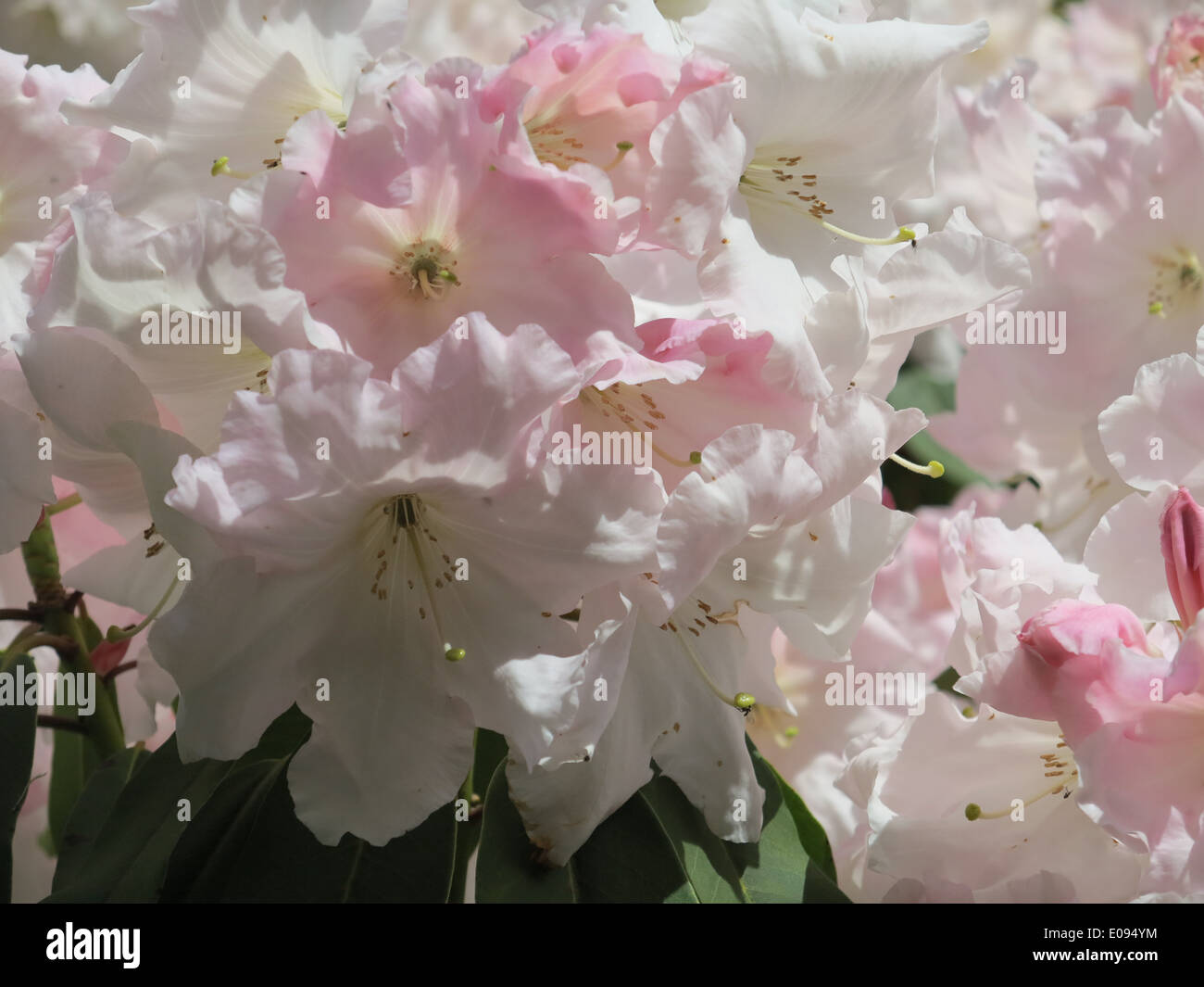 Rhododendron hydon dawn spring hi-res stock photography and images - Alamy