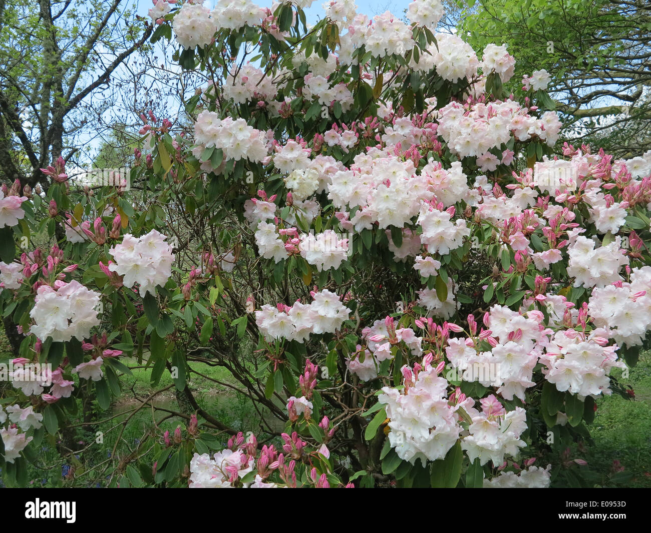 Rhododendron hydon dawn spring hi-res stock photography and images - Alamy