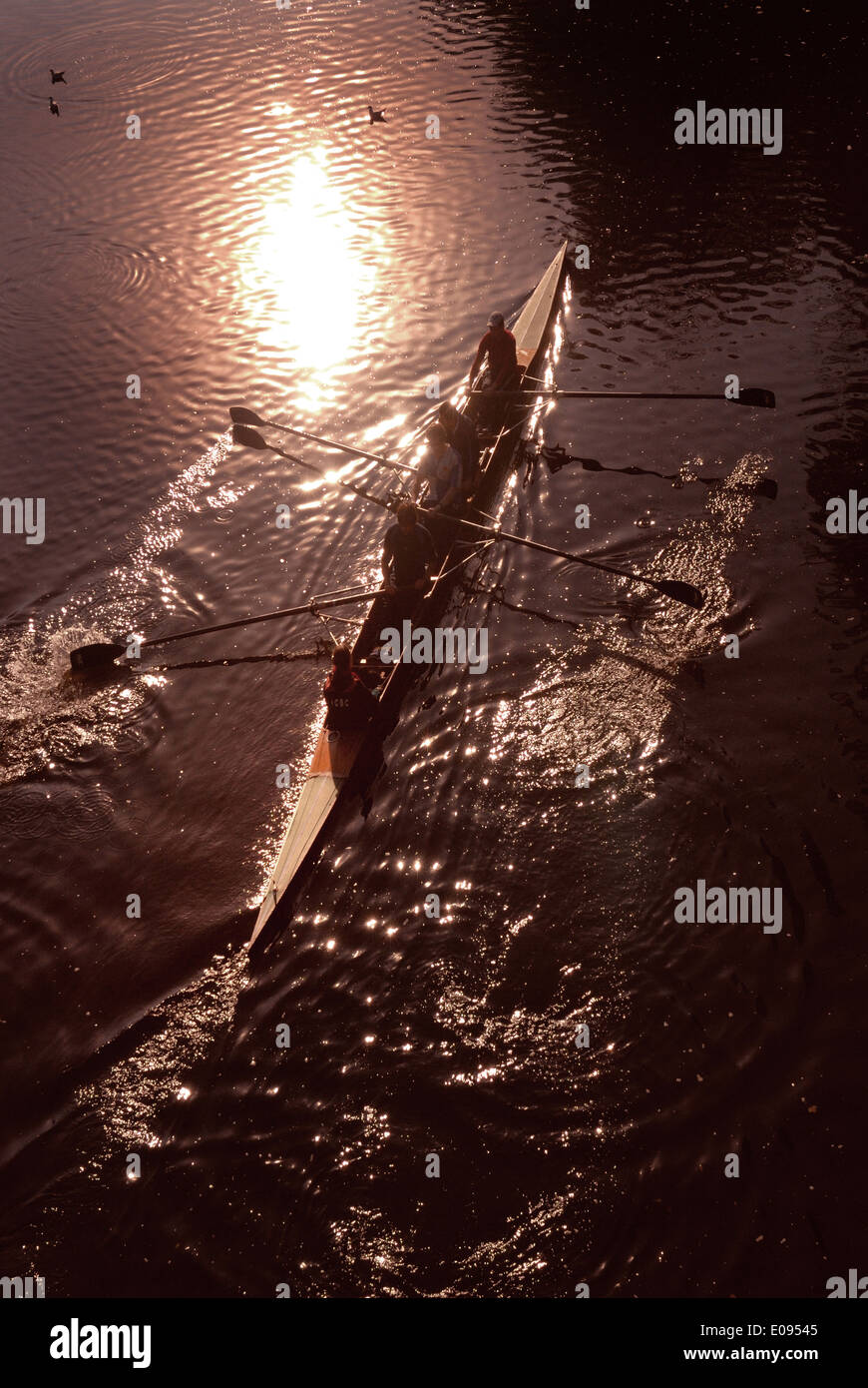 Rowing on the River Wear, Durham Stock Photo - Alamy
