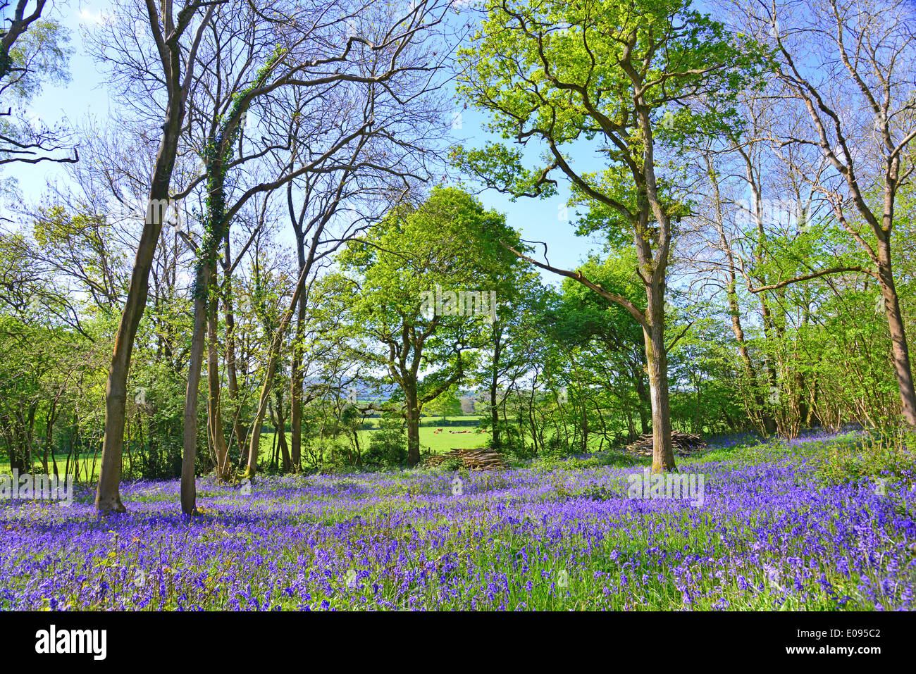 Bluebells, America Wood, Ashington, West Sussex Stock Photo - Alamy