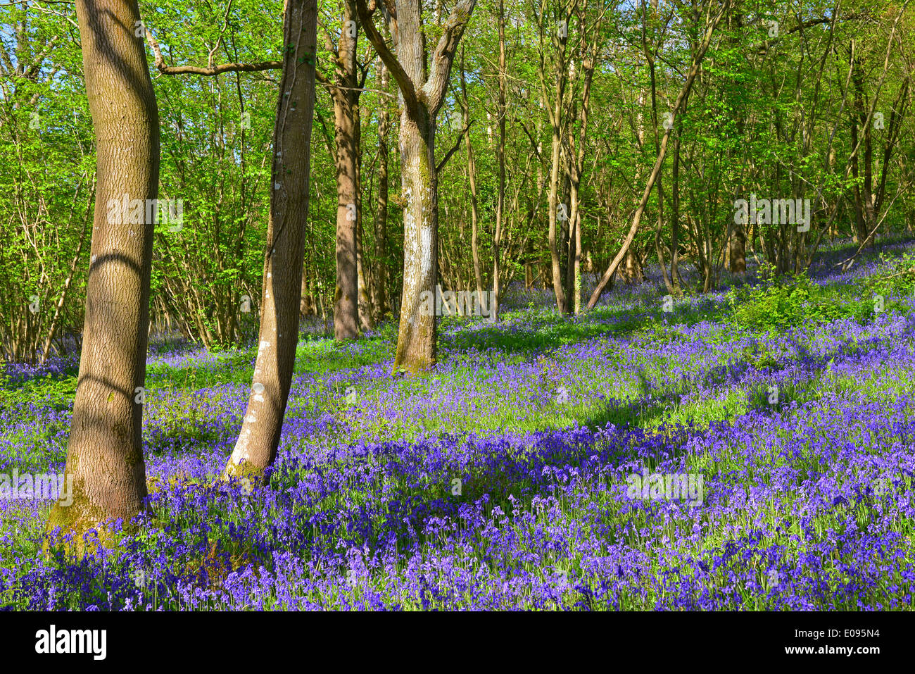Ashington west sussex hi-res stock photography and images - Alamy
