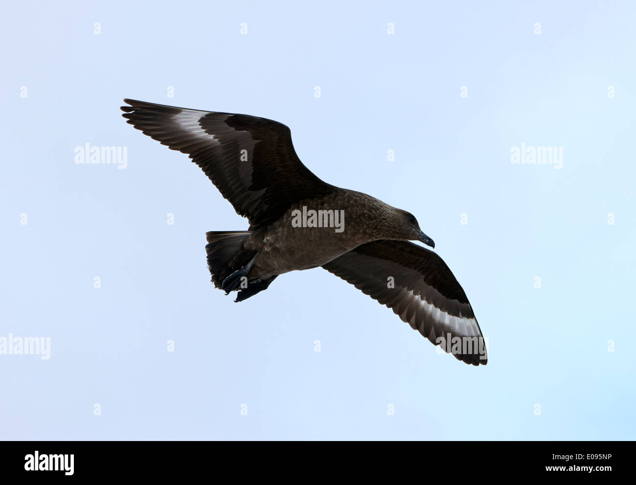 south polar skua stercorarius maccormicki flying in Antarctica Stock ...