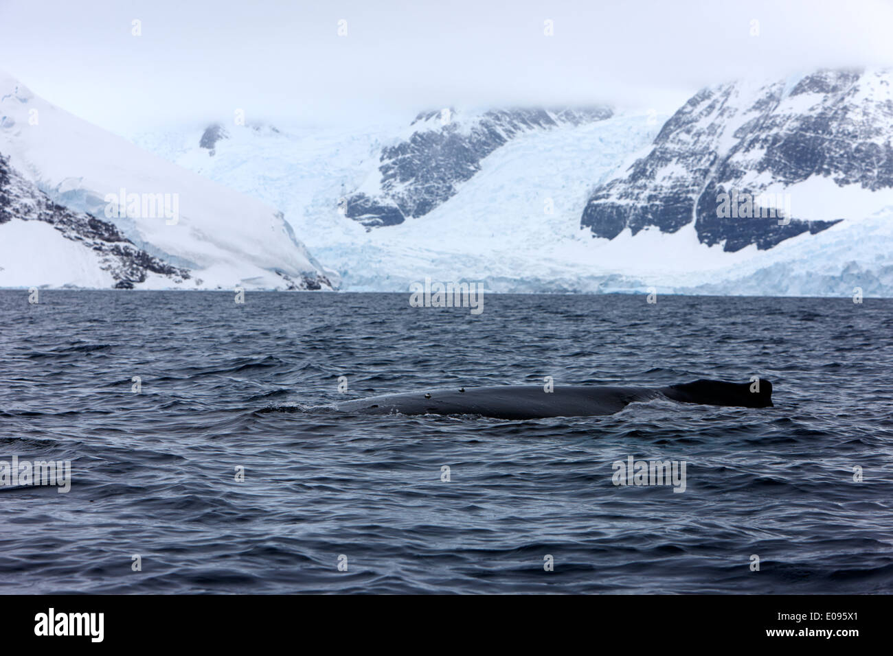humpback whale logging in Neko Harbour arctowski peninsula Antarctic ...