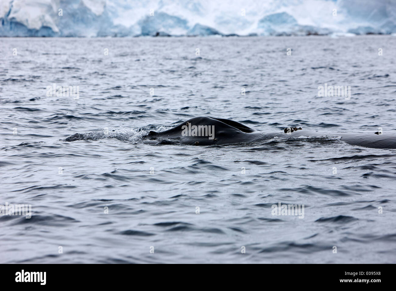 humpback whale blowhole logging in Neko Harbour arctowski peninsula ...