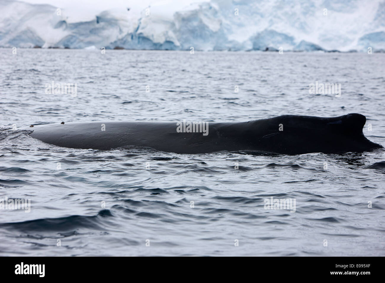 Fin whales antarctica hi-res stock photography and images - Alamy
