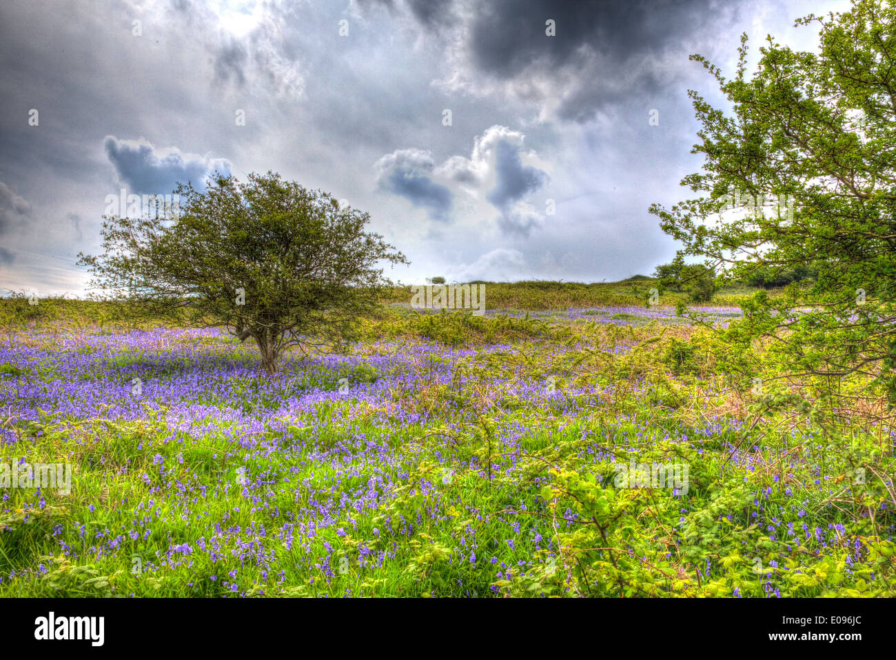 English bluebell field in springtime Brean Down Somerset in colourful ...