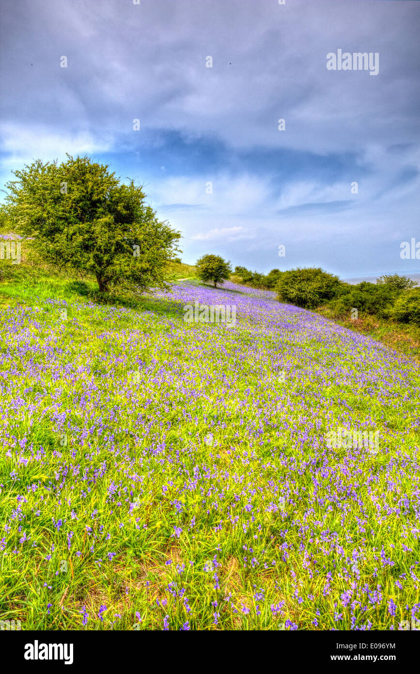 Bluebell field Brean Down Somerset in spring in colourful HDR Stock ...
