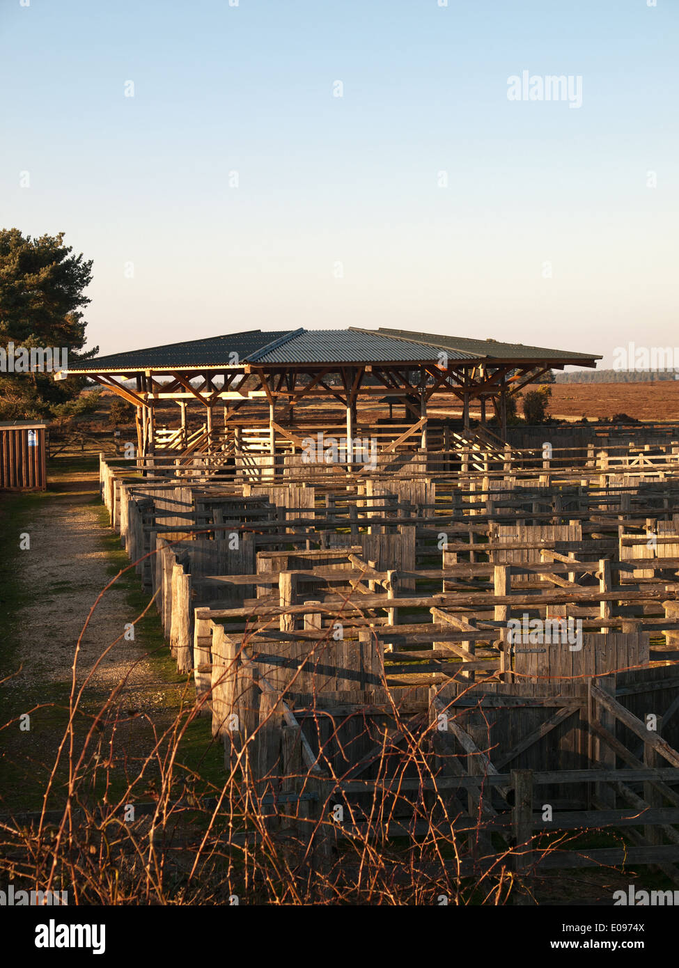 Pony at the new forest hi-res stock photography and images - Alamy