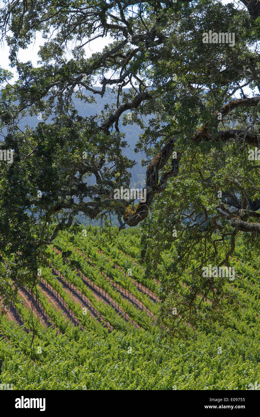 Gnarled oak tree hi-res stock photography and images - Alamy