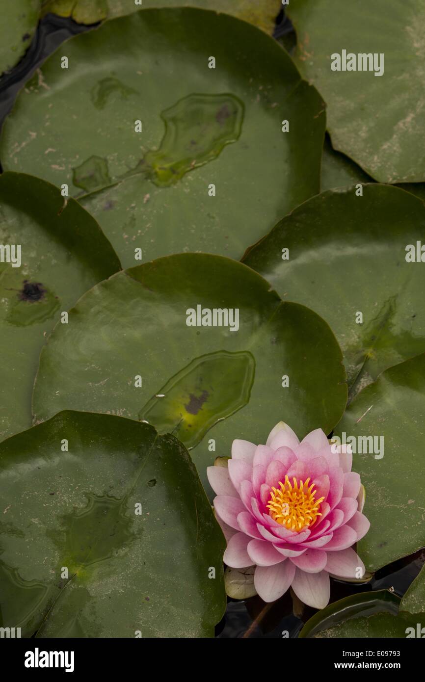 Los Angeles, California, USA. 6th May, 2014. A blooming Lotus is seen ...