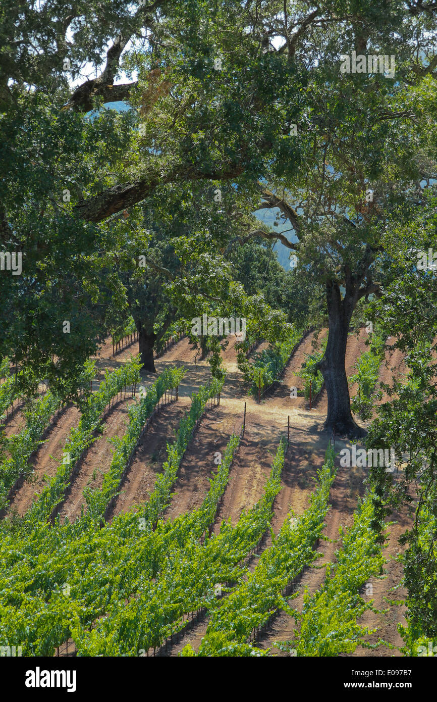 Mature oak trees growing hi-res stock photography and images - Alamy