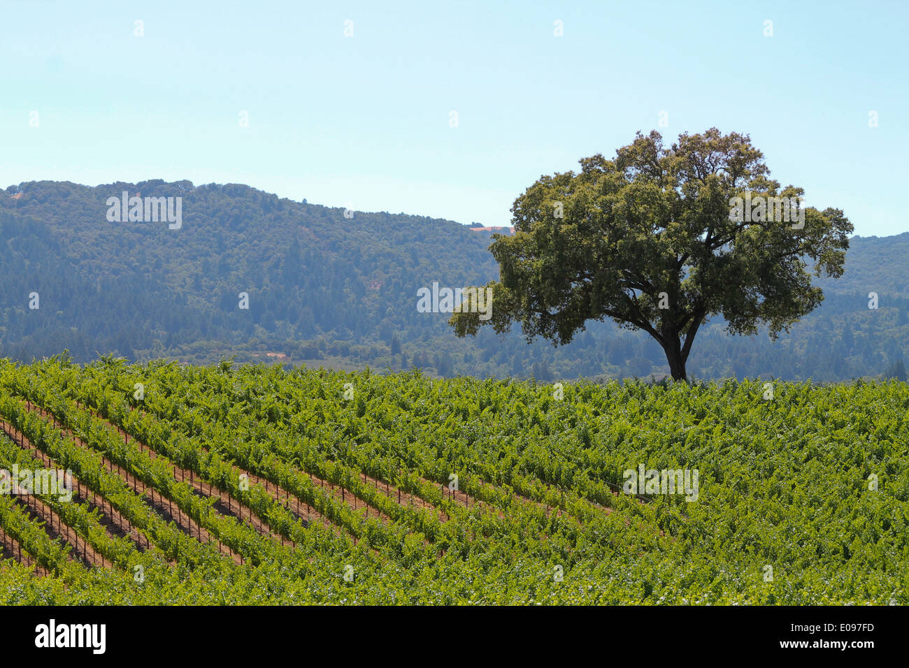 Rolling Hills and Vineyards of Northern California Stock Photo - Alamy