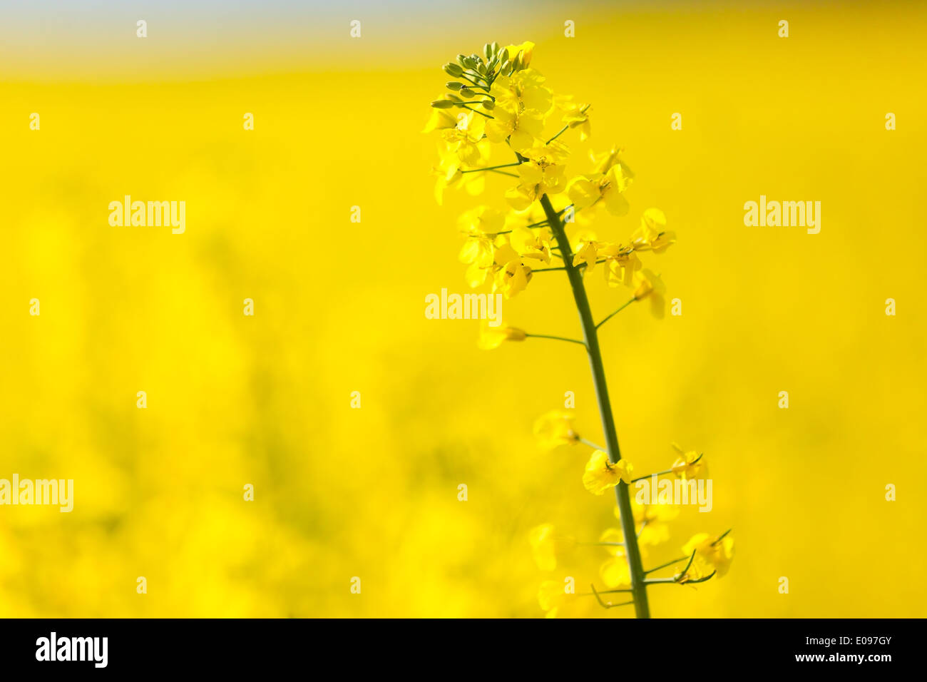 Beautiful yellow colza field blossom Stock Photo - Alamy