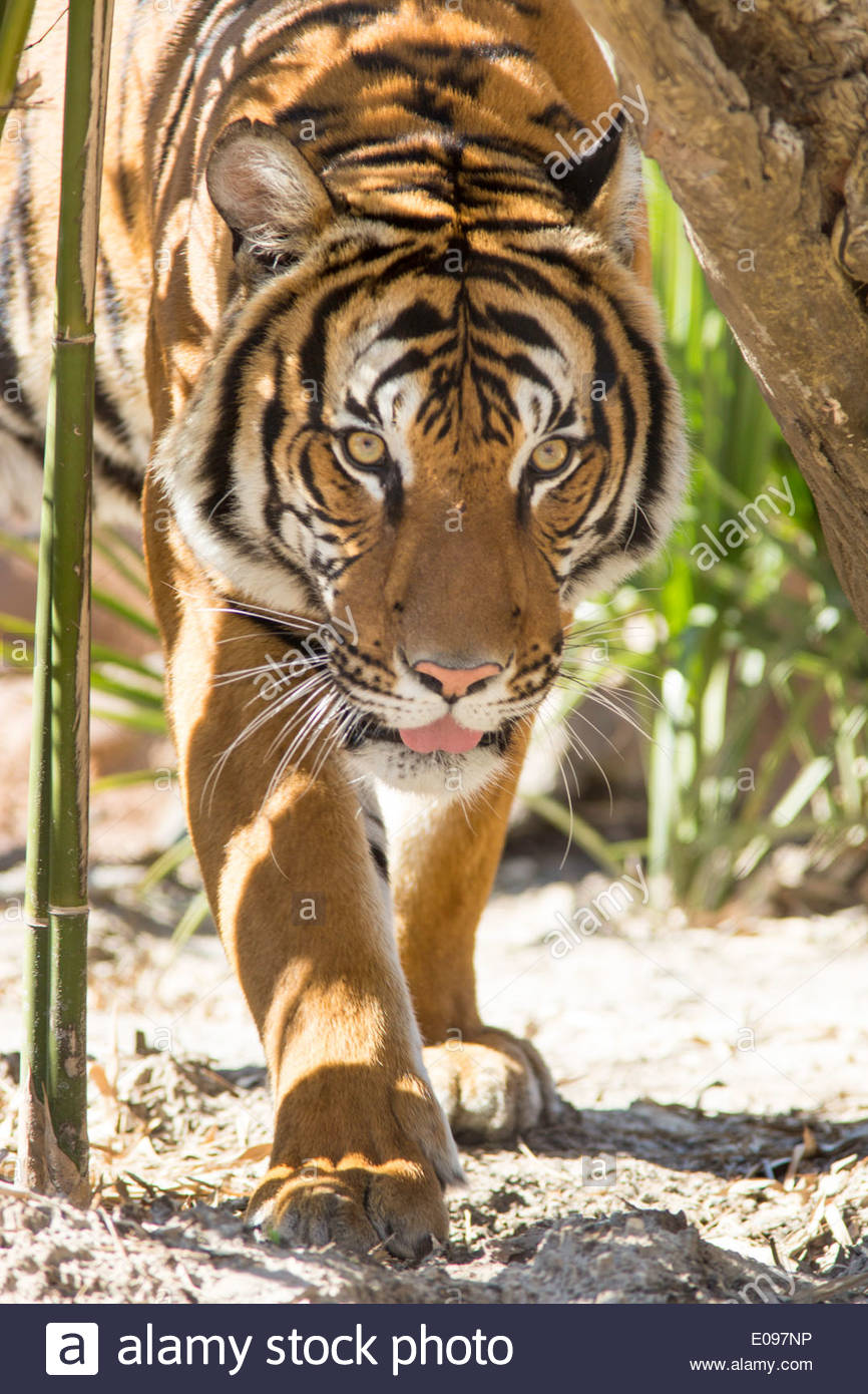 Jacksonville Zoo High Resolution Stock Photography and Images - Alamy