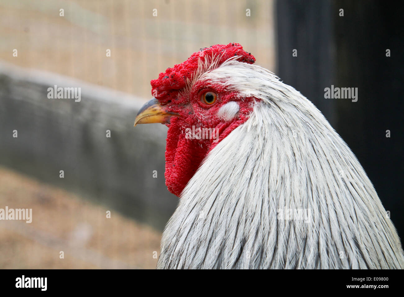 Rooster Close Up Stock Photo - Alamy