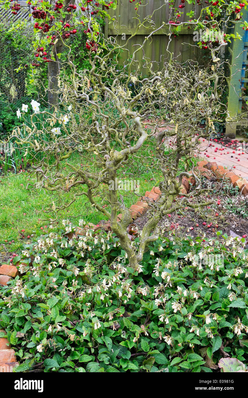 Contorted hazel hi-res stock photography and images - Alamy