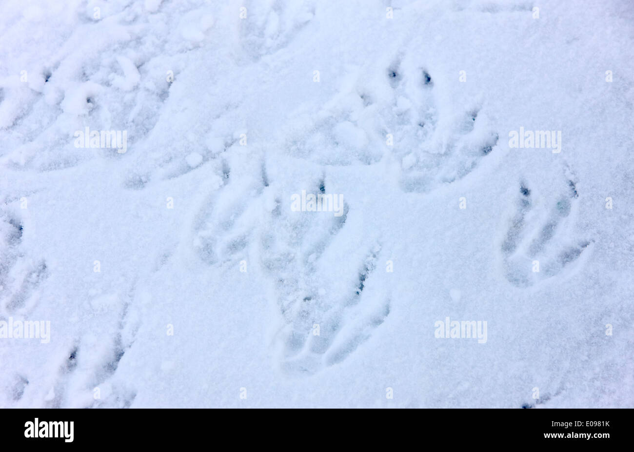 Penguin footprints hi-res stock photography and images - Alamy