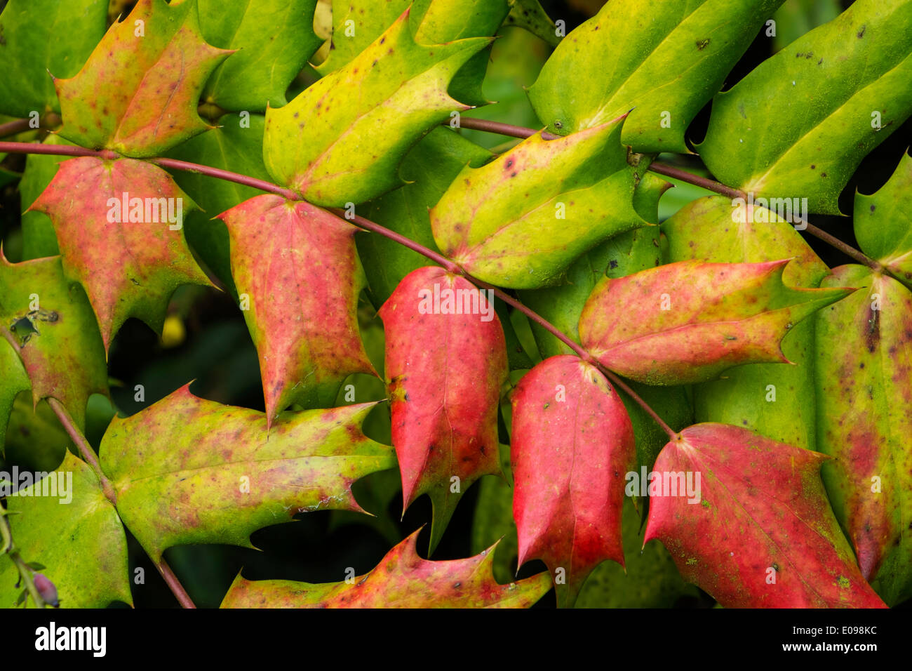 Leaves turning red hi-res stock photography and images - Alamy