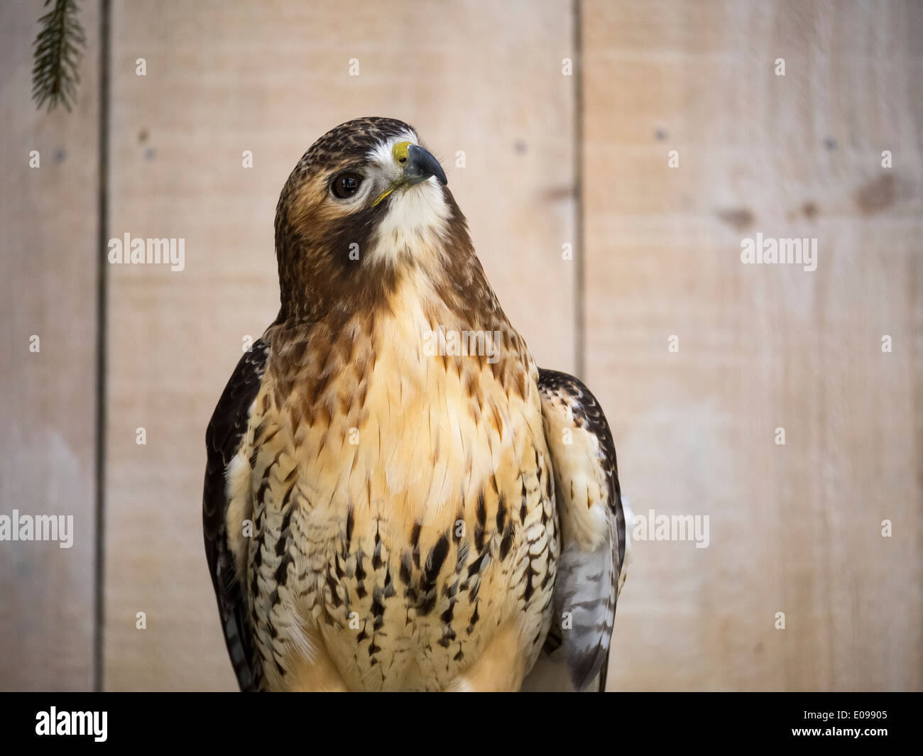 Falcon wing hi-res stock photography and images - Alamy