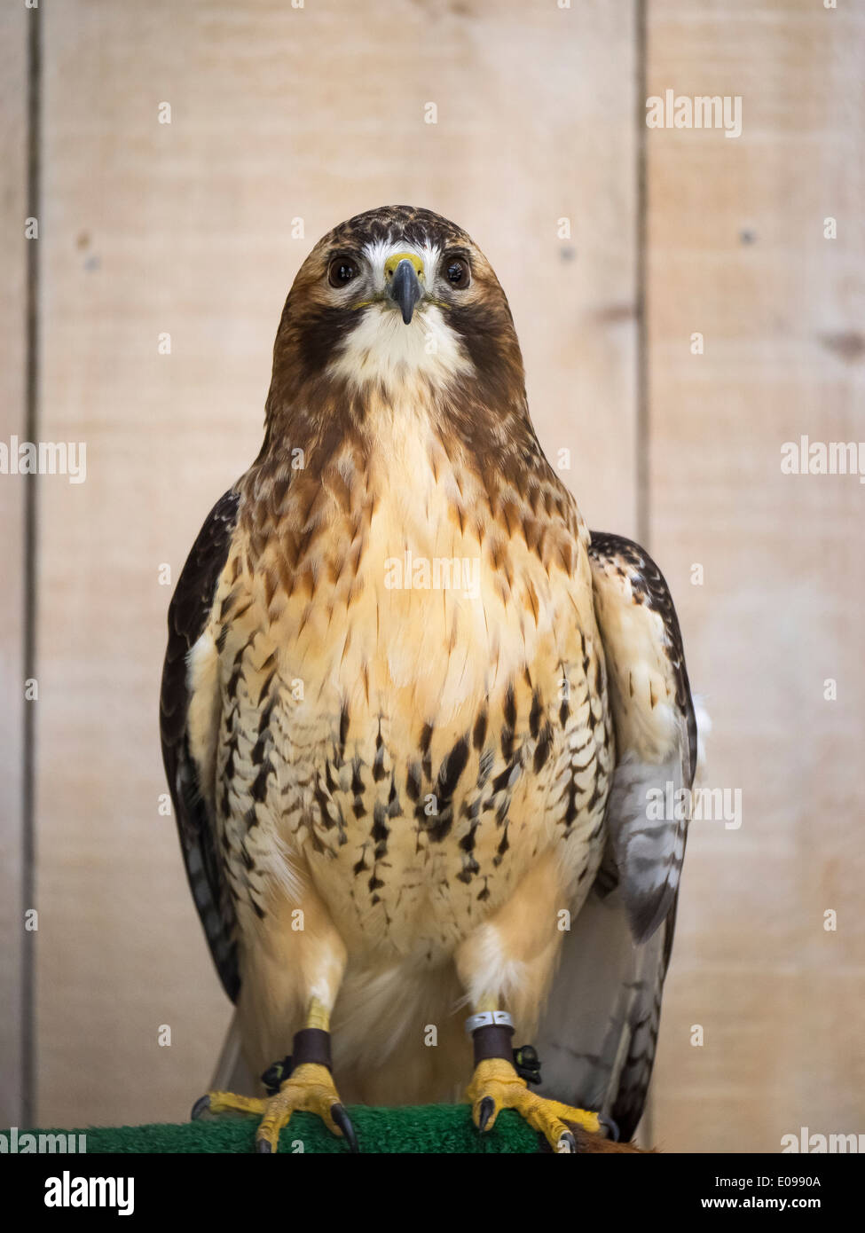 Falcon with injured wing siting non a green perch at a raptor sanctuary ...