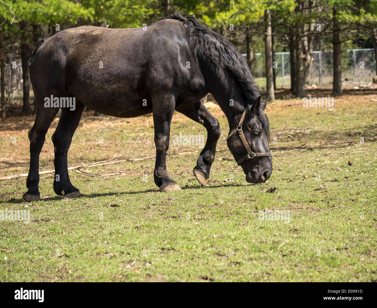 Dark brown, percheron work horse grazing in a field Stock Photo - Alamy