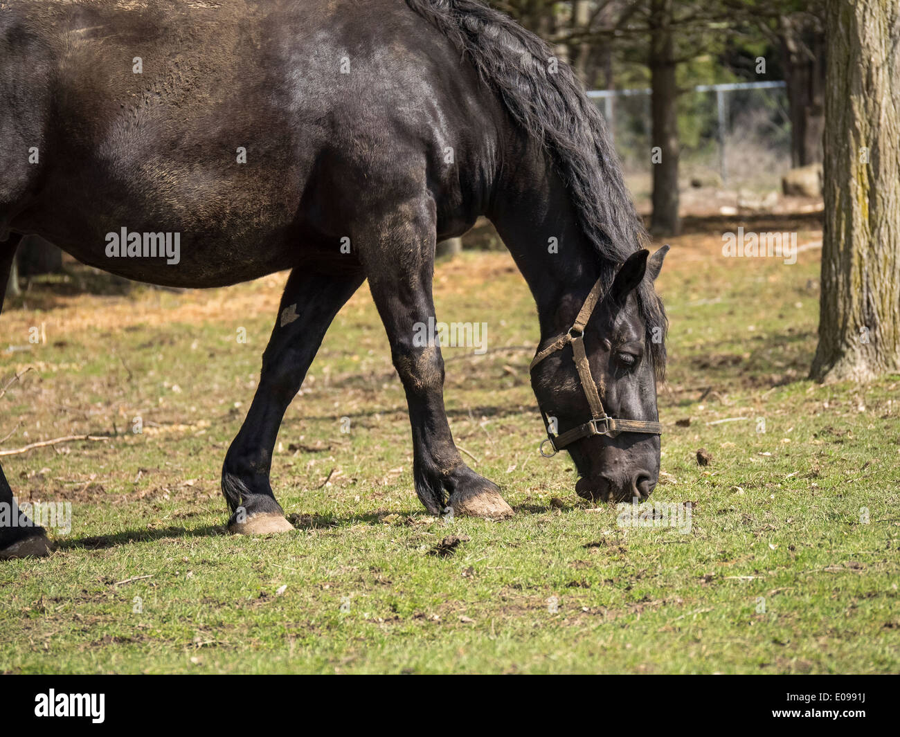 Percheron horse hi-res stock photography and images - Alamy
