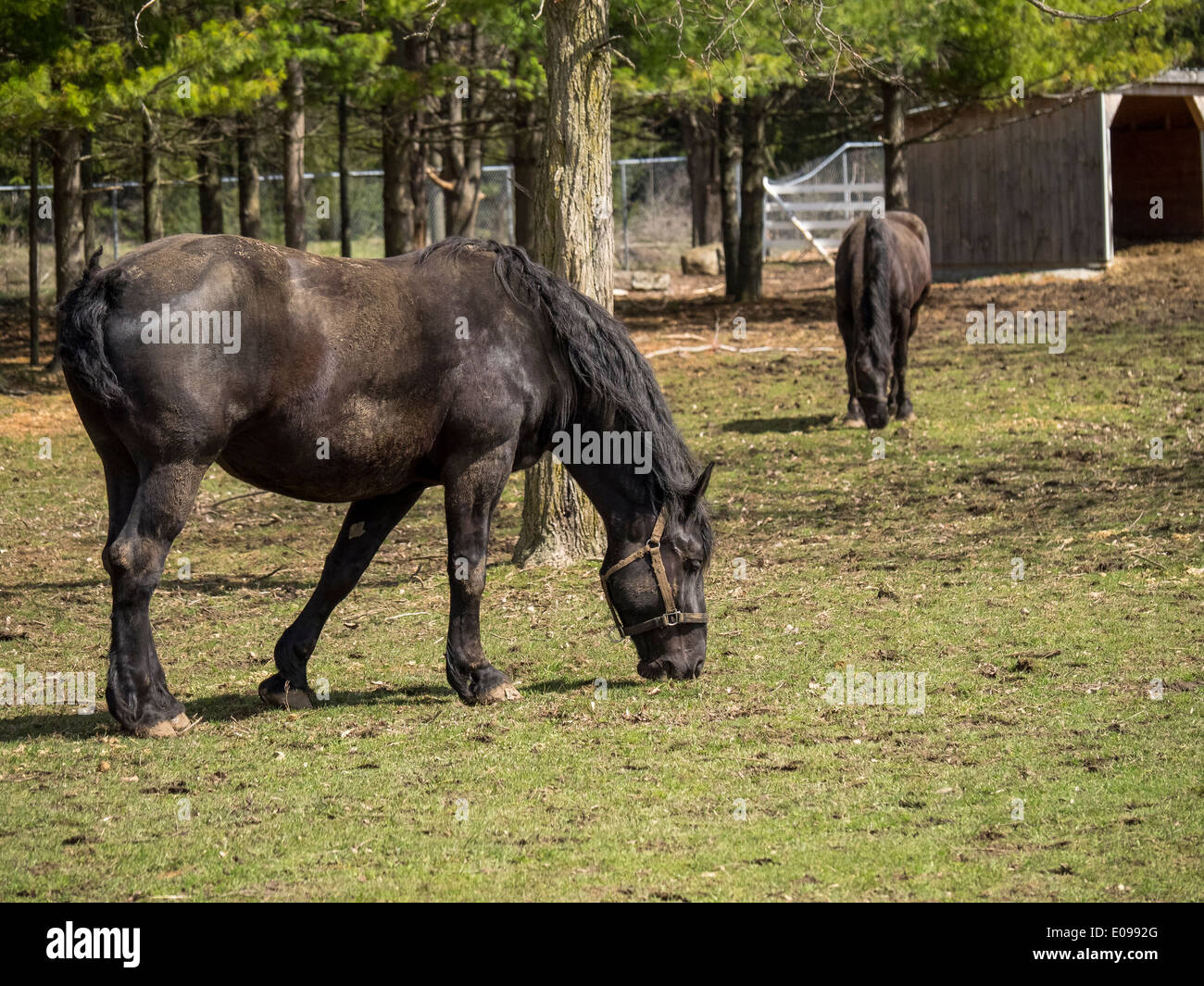 Percheron horse hi-res stock photography and images - Alamy