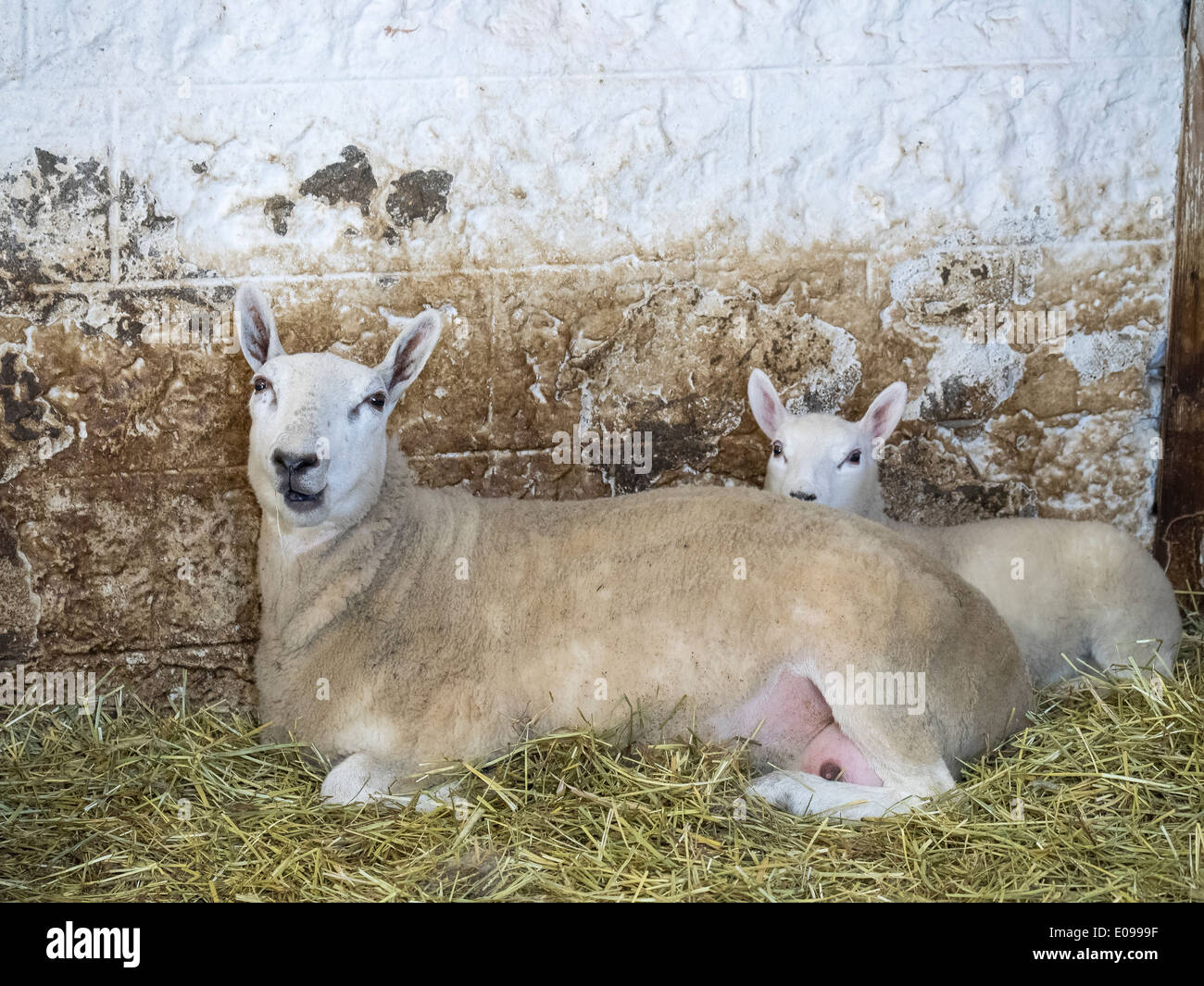 Mother sheep lying in straw in barn with baby lamb lying behind her ...