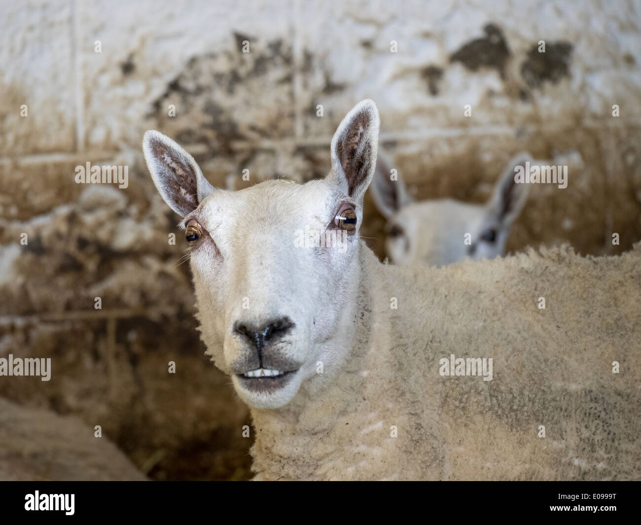 Humorous photo of sheep hi-res stock photography and images - Alamy