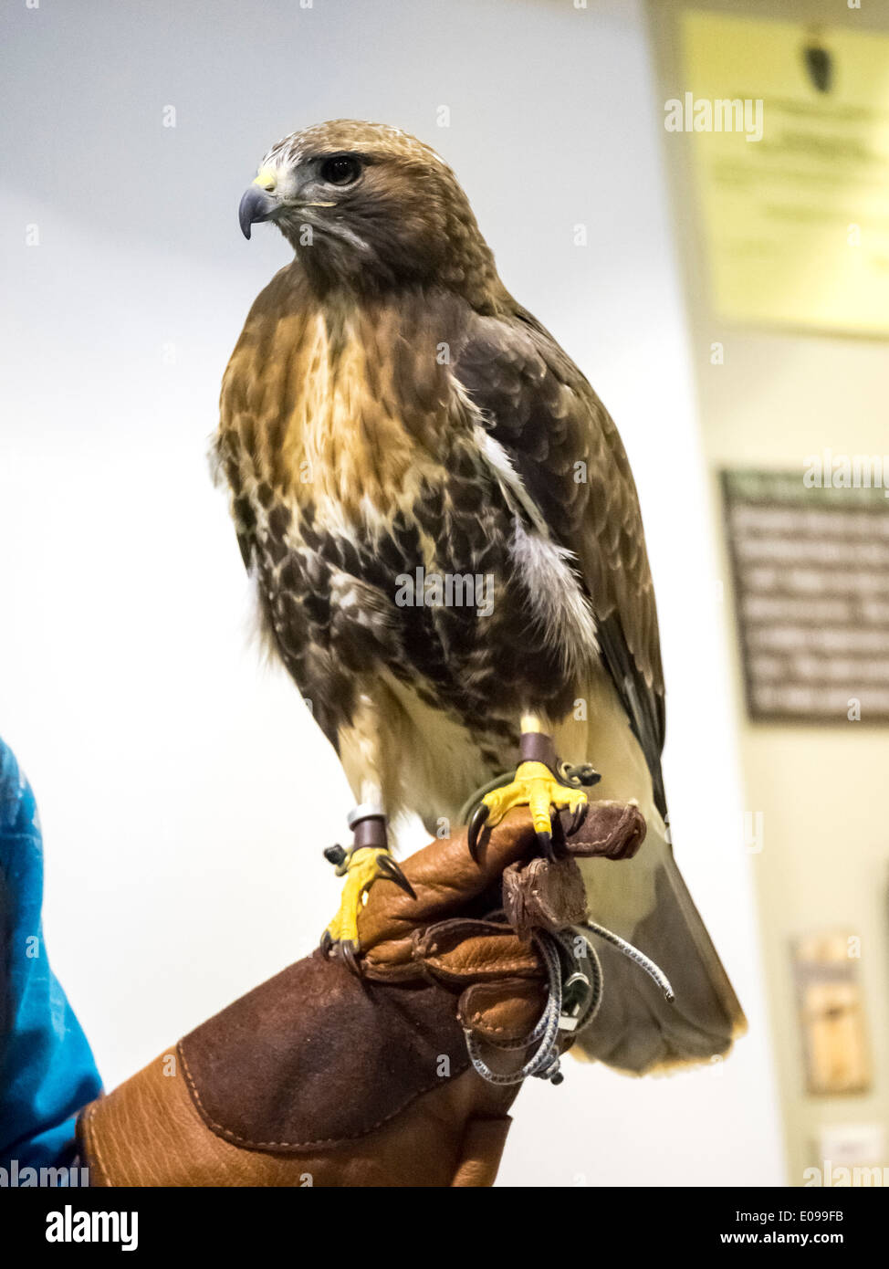 Captive red hawk with jesses sitting on falconer's glove indoors at a ...