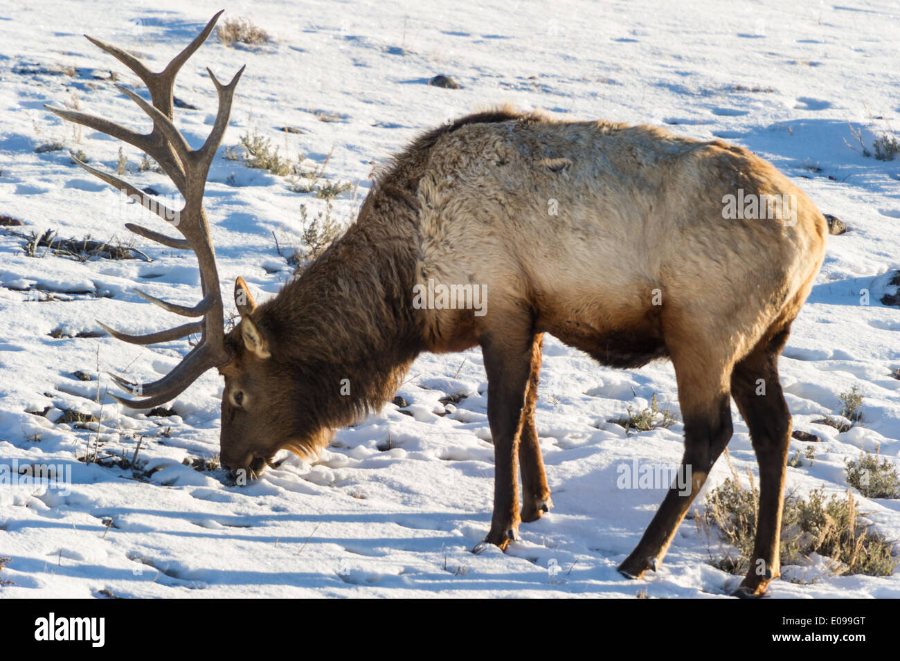 Female elk yellowstone national hi-res stock photography and images - Alamy