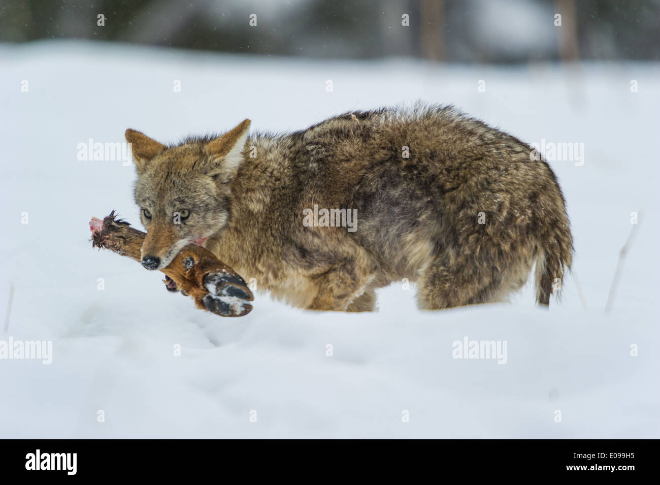 Coyote wildlife hi-res stock photography and images - Alamy