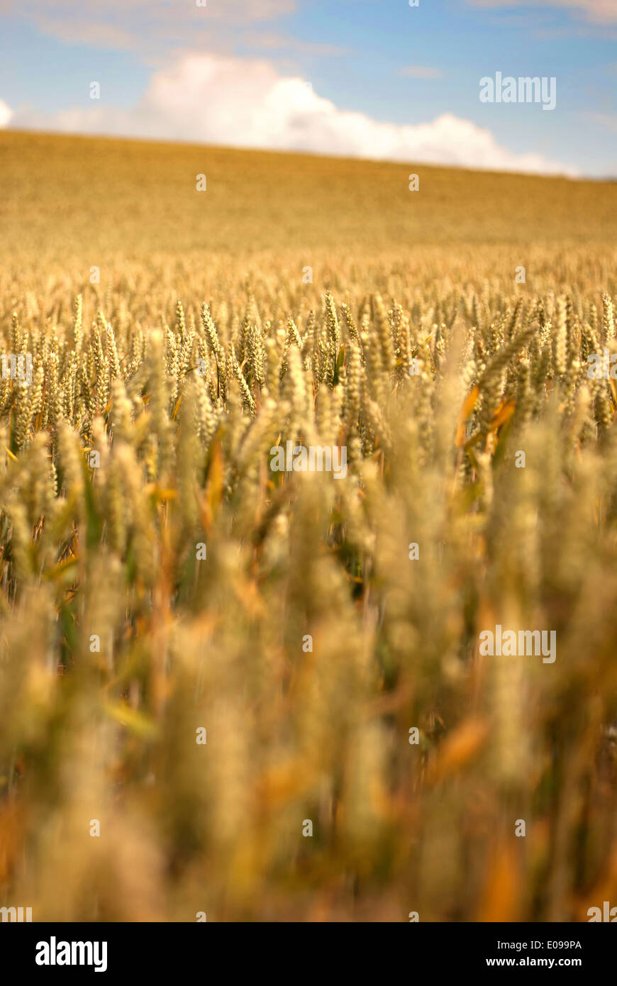 Field of wheat before harvest Stock Photo - Alamy