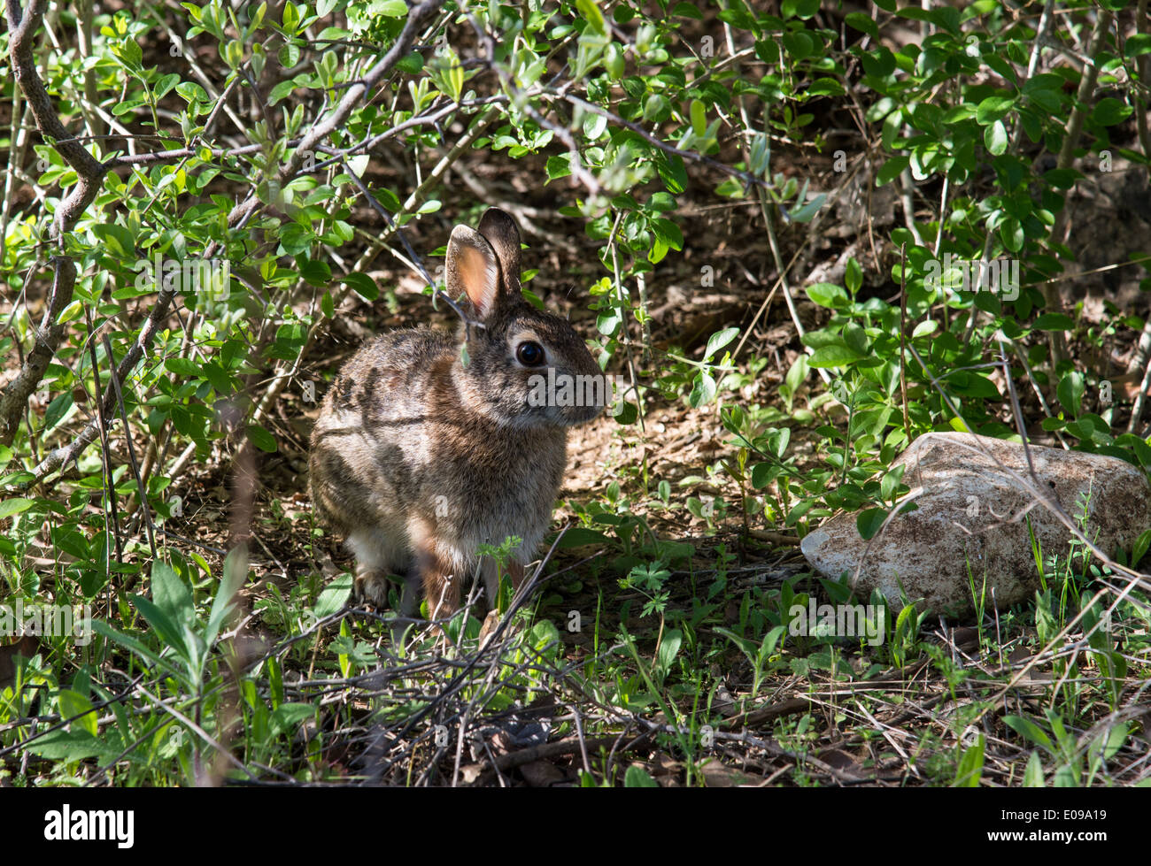 Cottontail rabbit hi-res stock photography and images - Alamy