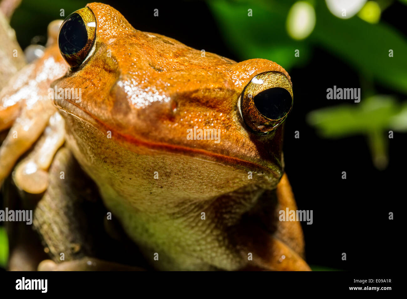 Tree frog head on Yangon Burma Myanmar Stock Photo - Alamy
