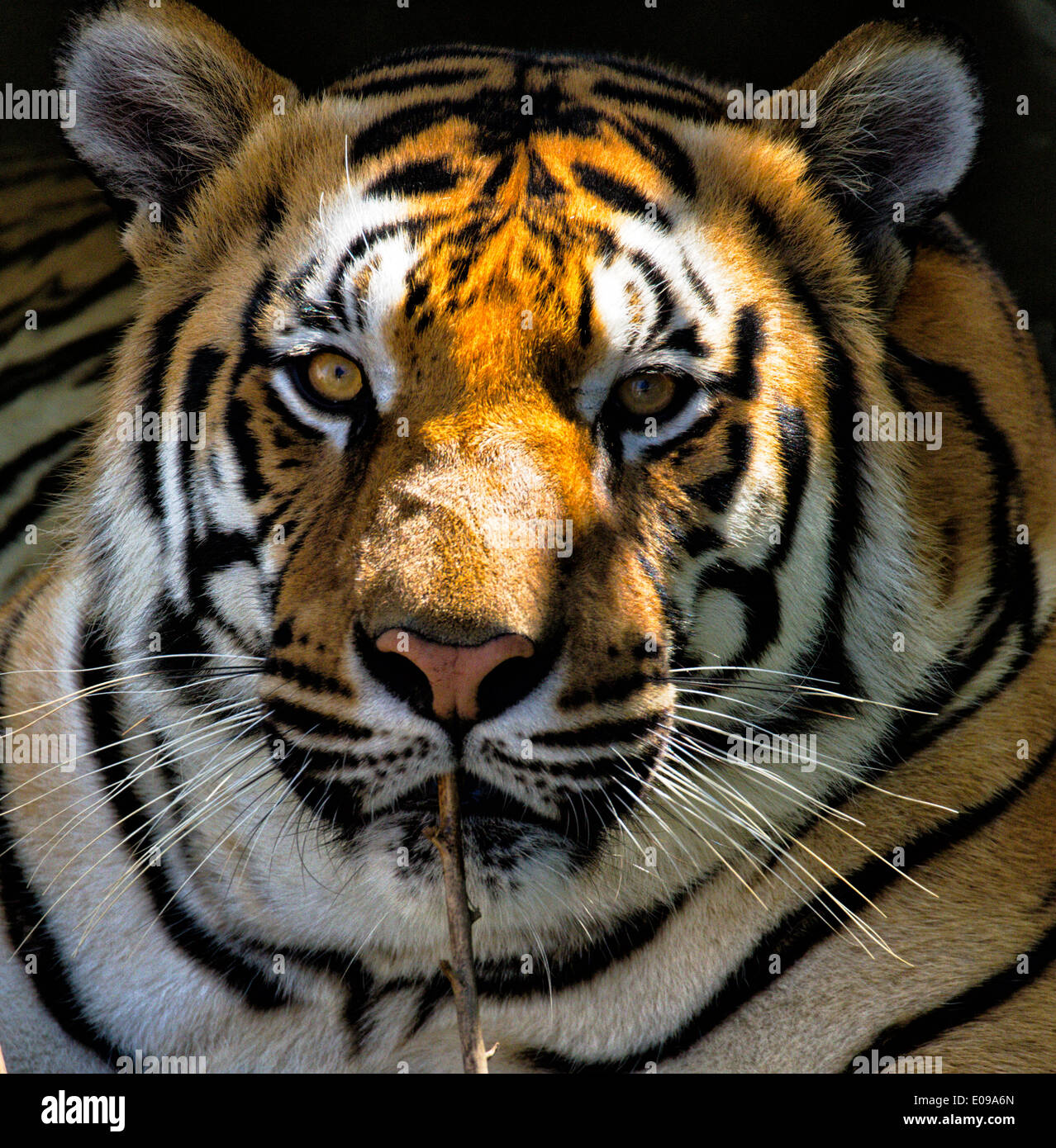 Yangon zoo hi-res stock photography and images - Alamy