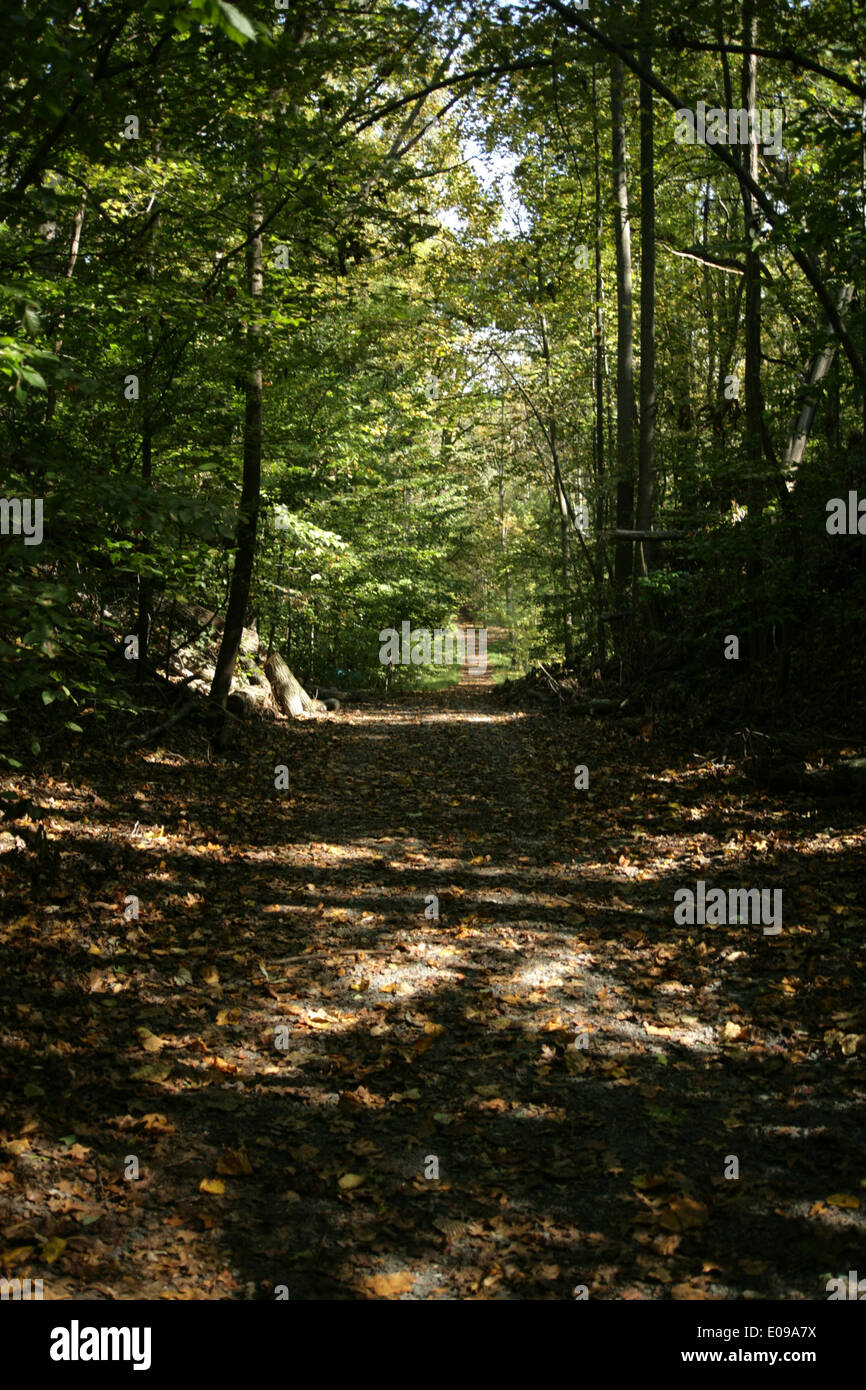 A forest path with surrounding trees Stock Photo - Alamy