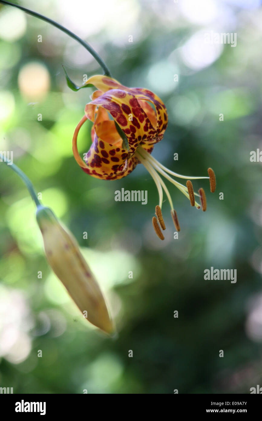 An Alpine Lily in bloom and with a pod Stock Photo - Alamy