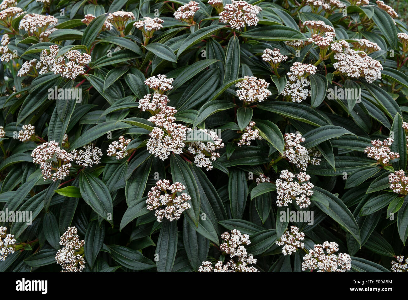 Viburnum davidii Stock Photo - Alamy