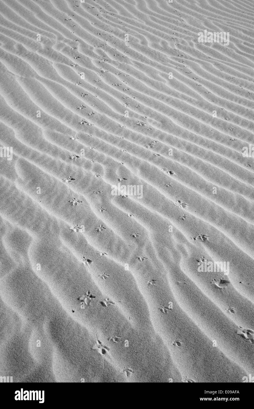 black and white of sand ripples with bird footprints Stock Photo - Alamy