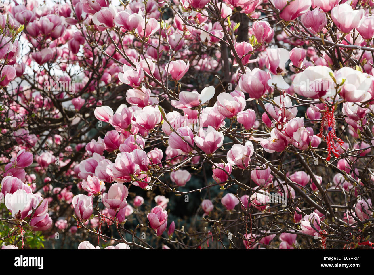 Lily cherry tree hi-res stock photography and images - Alamy