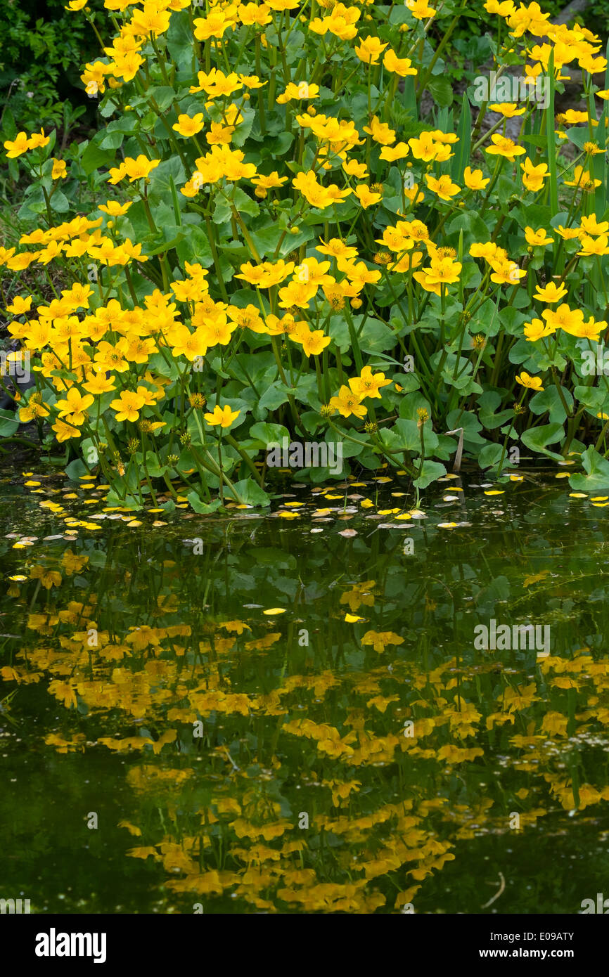 Wildflowers pond garden hi-res stock photography and images - Alamy