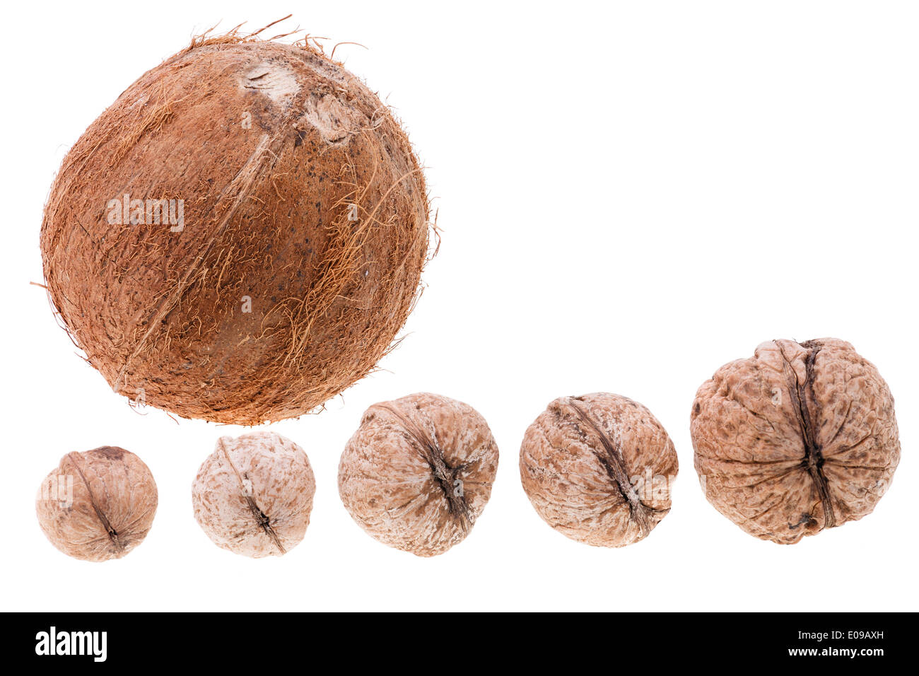 Coconut and five walnuts isolated on white Stock Photo - Alamy