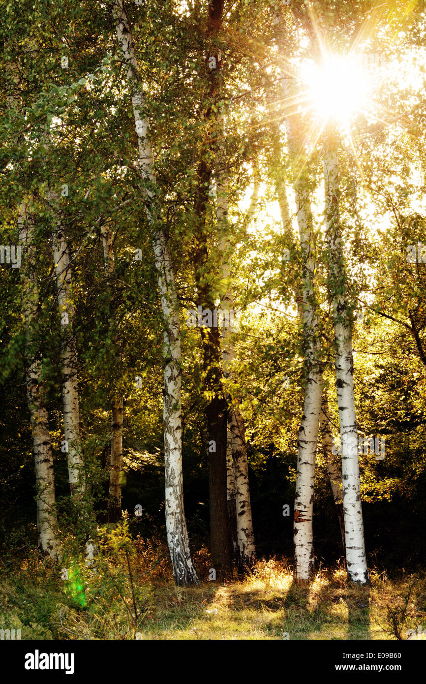 sunset in park with tree Stock Photo - Alamy