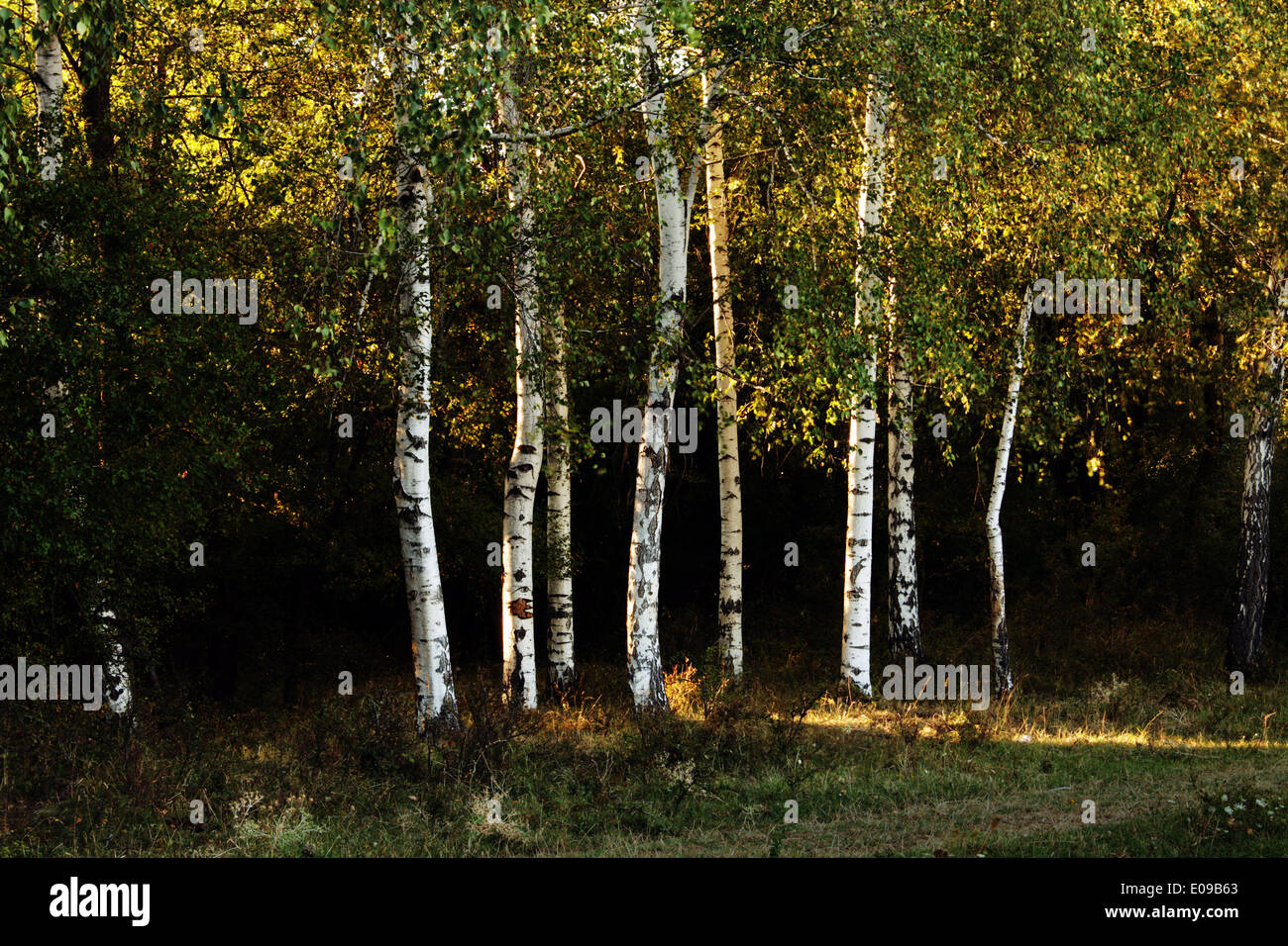 Birch Forest Night Stock Photos & Birch Forest Night Stock Images - Alamy