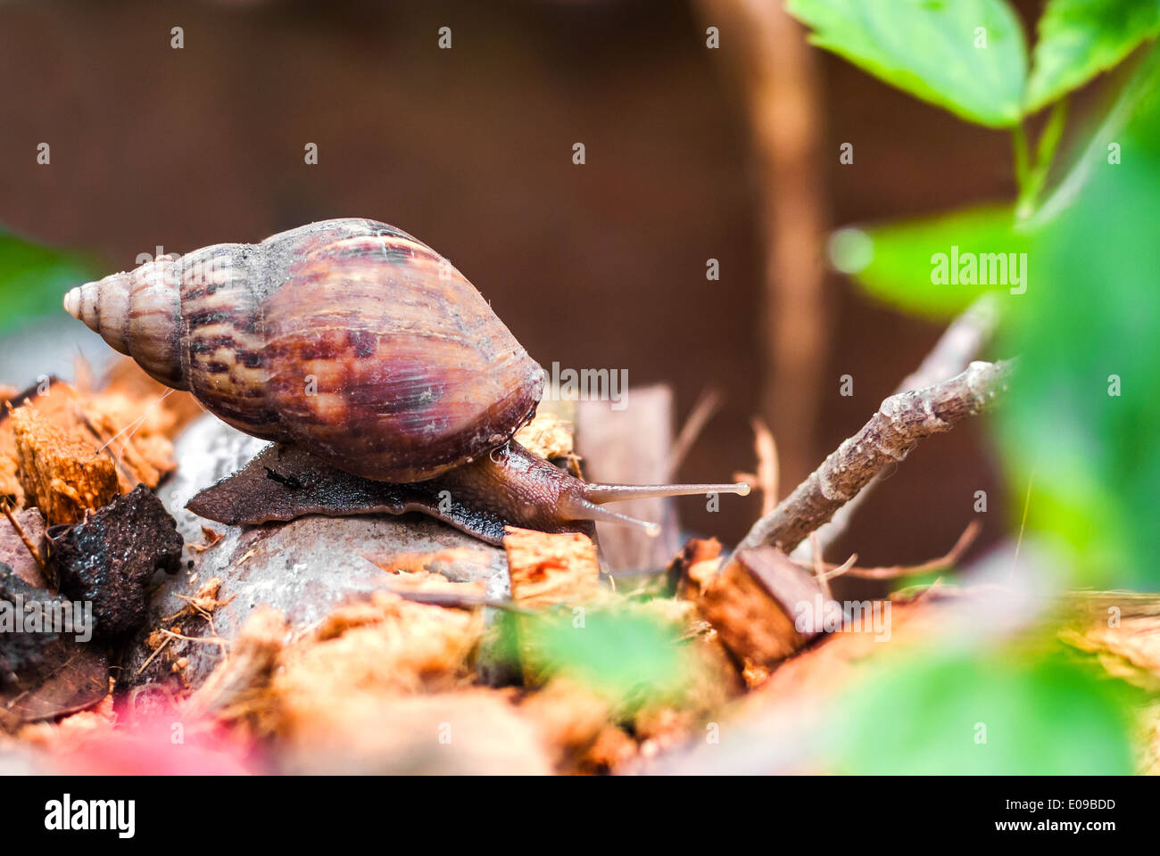 Snail in garden small world Stock Photo - Alamy