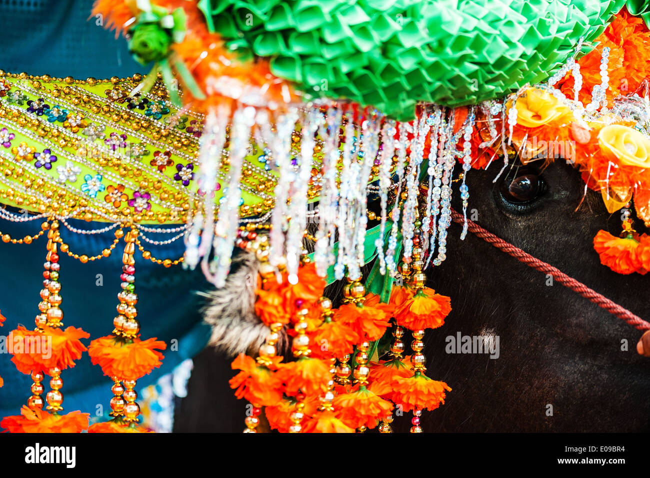 Buffalo beauty in thai beginning of Buddhist Lentl Stock Photo - Alamy