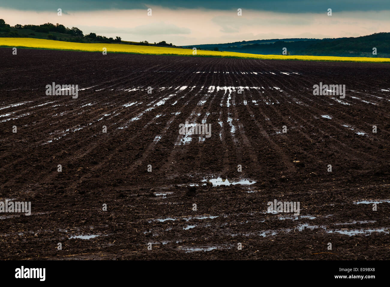 Artistic landscape of plowed with water black furrows earth and dark ...