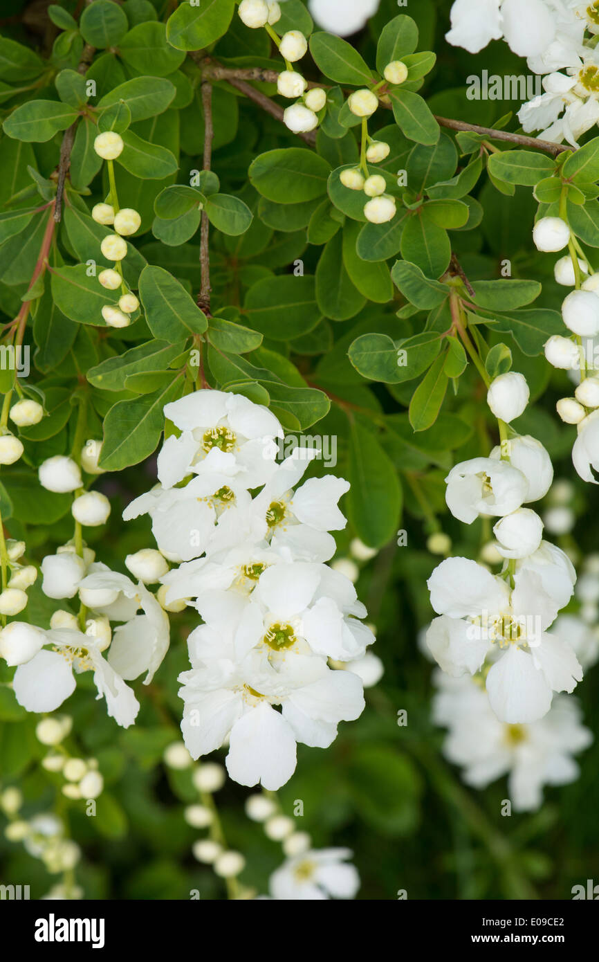 Exochorda x Macrantha - The Bride Stock Photo - Alamy